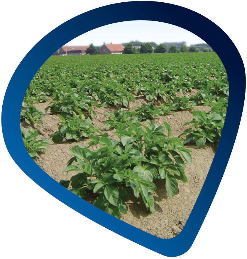 Proxanil – Belchim Crop Protection