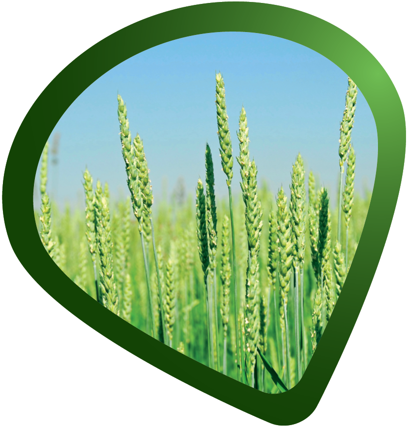 Roxy 800 EC – Belchim Crop Protection